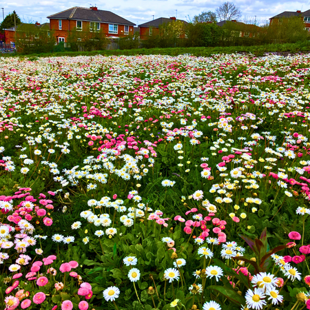 Pictorial Meadows - Designed by Experts to be Stunning and Resilient