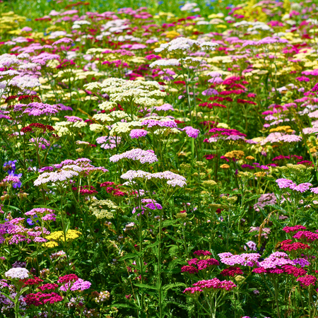 Pictorial Meadows - Designed by Experts to be Stunning and Resilient