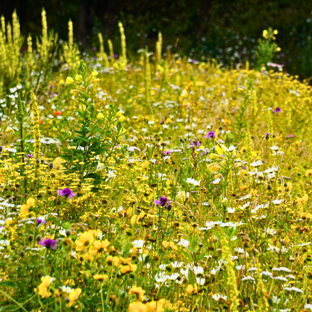 Pictorial Meadows - Designed by Experts to be Stunning and Resilient