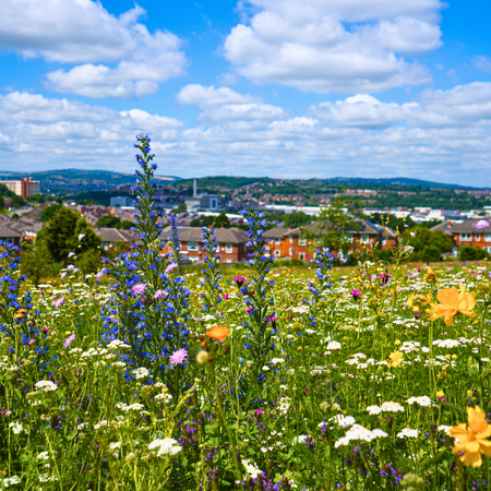 Pictorial Meadows - Designed by Experts to be Stunning and Resilient