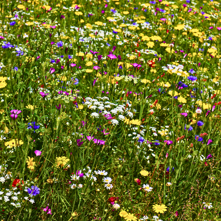 Pictorial Meadows - Designed by Experts to be Stunning and Resilient
