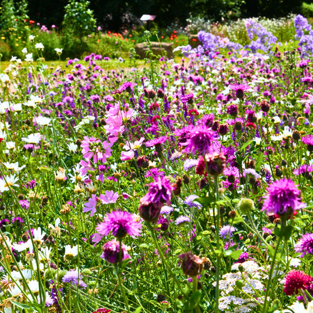 Pictorial Meadows - Designed by Experts to be Stunning and Resilient