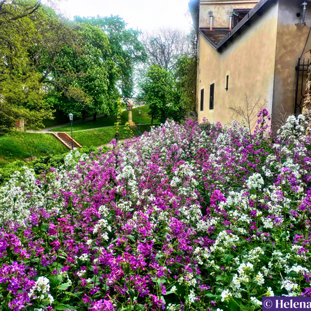 Perennial Meadow Seeds